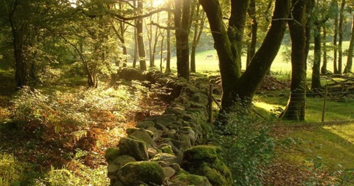 Homepage [celticrainforests.wales]