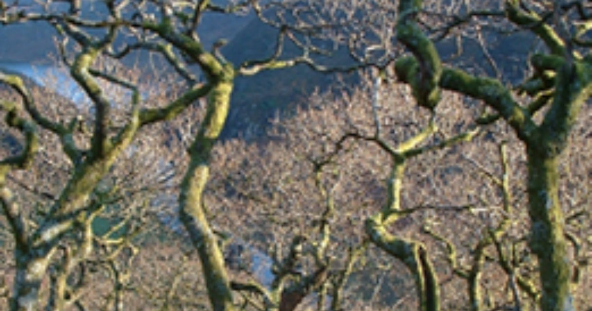 Eryri & Meirionnydd | Celtic Rainforests Wales